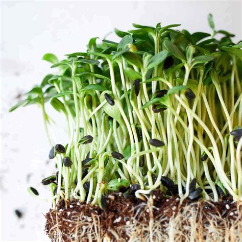 Alfalfa Sprouts Growing