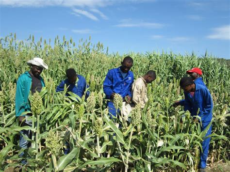 Combined Water Saving And Nuclear Techniques Help Improve Farmers Productivity And Income In
