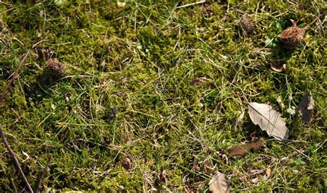 Household Essentials To ‘avoid Using To Kill Lawn Moss Or Risk Huge