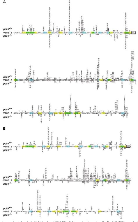 Figure 5 From The Translesion Dna Polymerase Theta Plays A Dominant Role In Immunoglobulin Gene