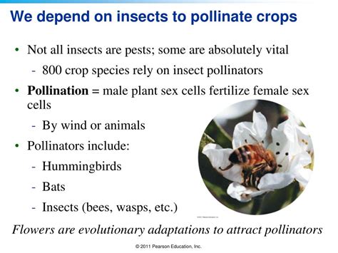 Ppt Pests And Pollinators And Genetically Modified Food Powerpoint
