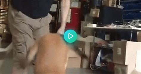 Dog Back Flip  On Imgur