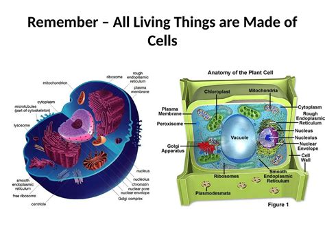 Science Cell Division Mitosis Meiosis Ppt Pptx