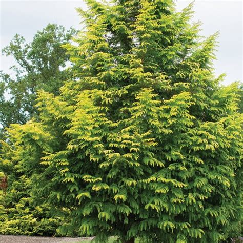 Метасеквойя глиптостробоидная Амбер Глоу: купить саженцы Metasequoia ...