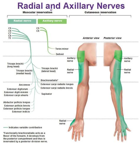 Radial And Axillary Nerves Muscular And Cutaneous Innervation Your