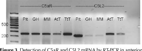 Figure 3 From Complement C5a Receptors In The Pituitary Gland Expression And Function
