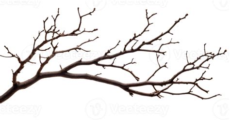 Leafless Branch In Winter Brown Branches Bare Tree Cut Out