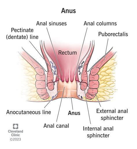 Anus là gì? Nghĩa, cách sử dụng và ví dụ câu tiếng Anh