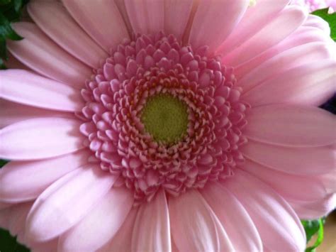 Free Picture Pink Flower Up Close Big Flower