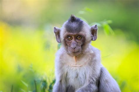 Cute Asian Macaque On The Village Road Stock Image Image Of Lifestyle