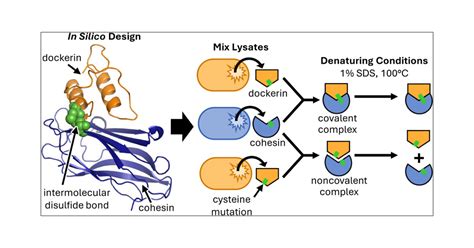 Covalent And Orthogonal Cohesin Dockerin Interactions Enabled By Intermolecular Disulfide Bonds