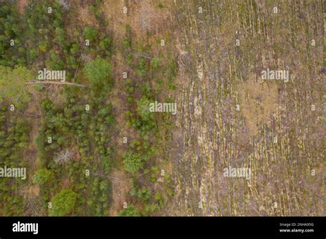 Drone Photography Of Old Forest Growing New Replanted Trees During