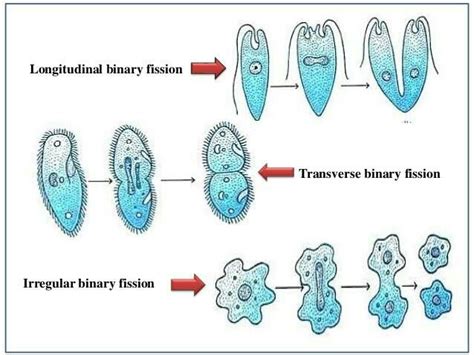Binary Fission Definition And Example Responsekery