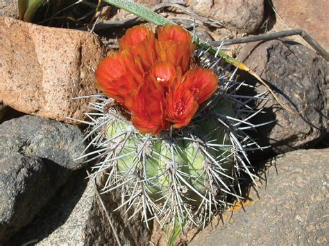 Eriosyce Simulans F Ritter Katt The Endemic Plants Of Chile