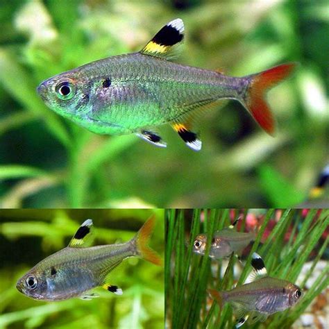 Shop Tetras At Freshwateraquatica Freshwateraquatica