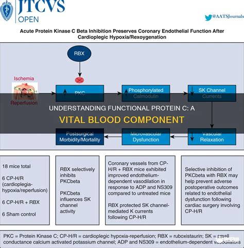 Understanding Functional Protein C A Vital Blood Component Medshun