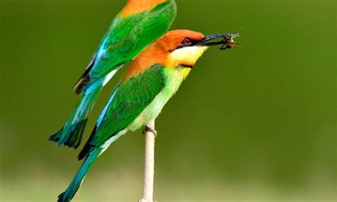 What Eats Bee Eater Birds 3 Common Predators