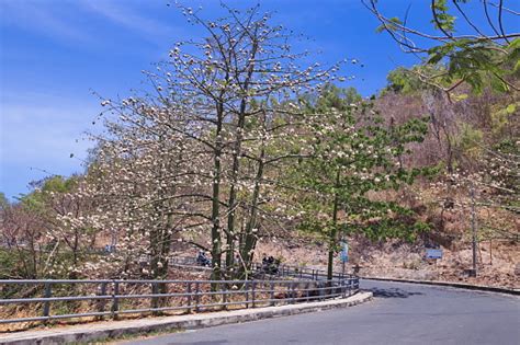 목 면화 씨 깍 지 솜 털 섬유에 의해 포위 하는 씨앗을 포함 하는 0명에 대한 스톡 사진 및 기타 이미지 0명 계절 과일 Istock