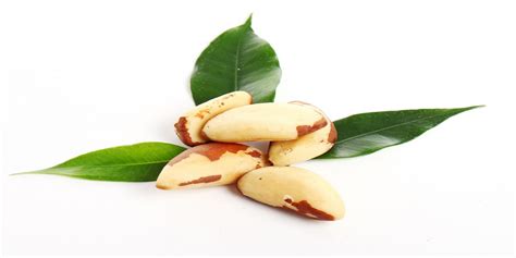 Does Selenium Increase Testosterone Levels Science To Know