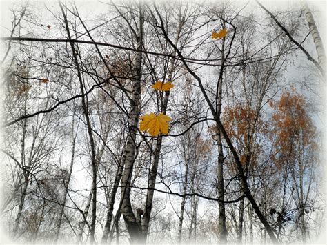 배경 화면 이파리 눈 겨울 분기 서리 봄 나무 가을 날씨 시즌 대기 현상 우디 식물 4288x3216