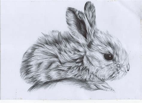 Cute Drawings Black And White Drawing Tips Guide