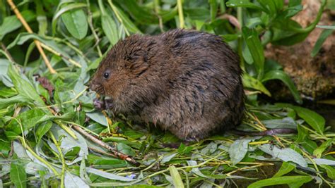 Road To Recovery For Nature With Launch Of Species Survival Fund 89ha