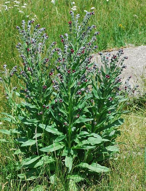 Cynoglossum Officinale Page