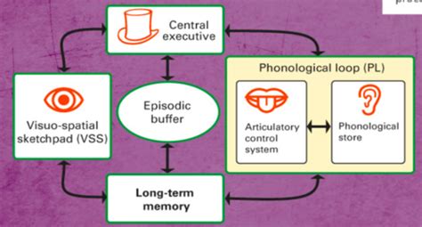 The Working Memory Model Flashcards Quizlet