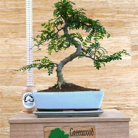 Pepper Tree Bonsai