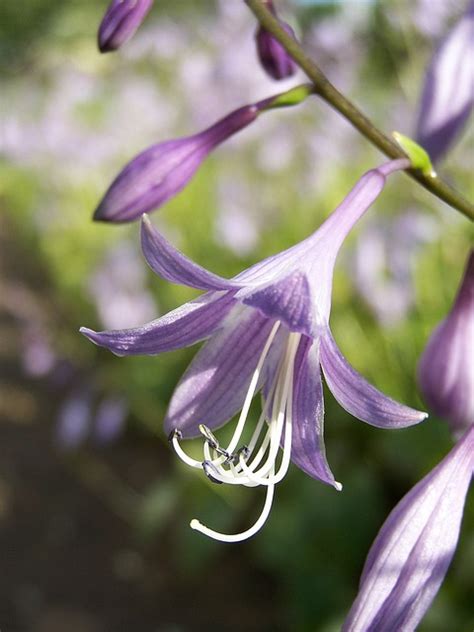 Shadow Lilies Nun Lily Hosta Free Photo On Pixabay