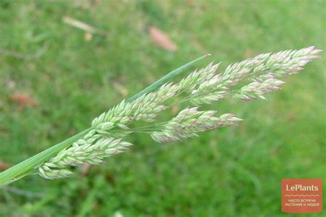 Бухарник (Holcus) — описание, выращивание, фото | на LePlants.ru