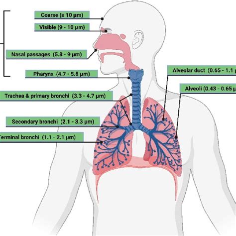 Inhaled Particle Sizes And Respiratory Deposition Patterns Download Scientific Diagram