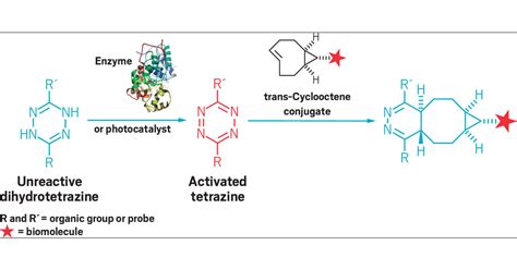 Turning On Bioorthogonal Reactions Catalytically Canden Global Enterprise