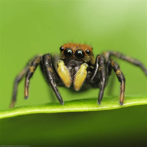 Arañas Saltarinas Familia Salticidae Biodiversidad Farallones Del