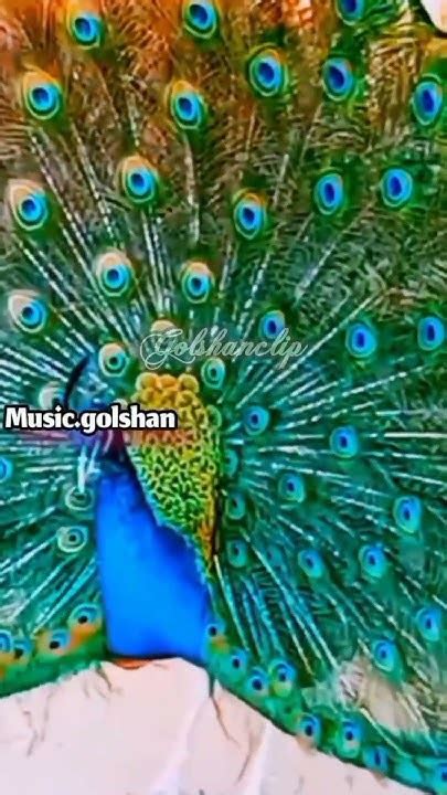 طاووس زیبا طاووس با ترانه ای شیرین از استاد مانده دزفولی Youtube
