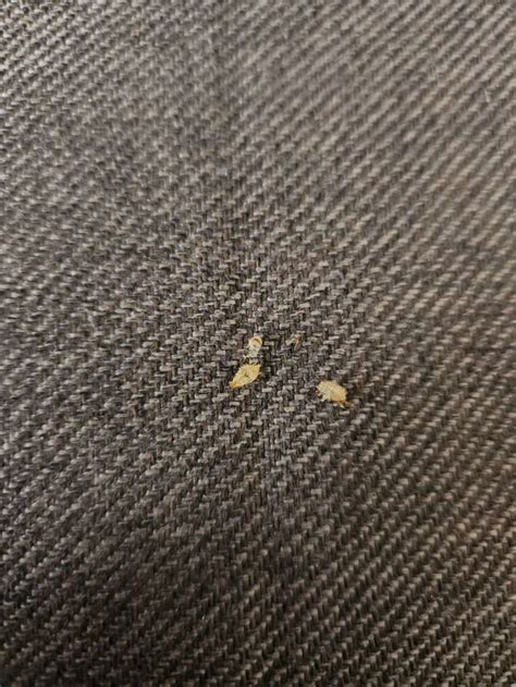 Bug Shells Found In Couch Rbedbugs