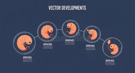 Detailed Diagram Illustrating Fetal Development Within The Uterus And
