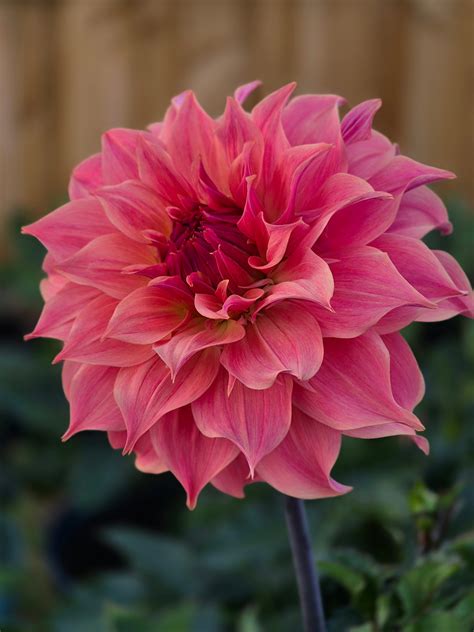 Products Page 4 Little Flower Patch Farm