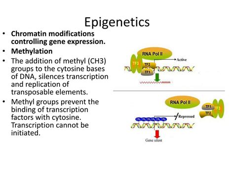 Ppt Epigenetics Powerpoint Presentation Free Download Id2118215
