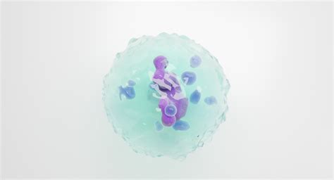 3d Model Basophil Turbosquid 1317390