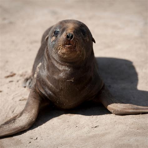 Sea Lion The Unique Behaviour Of New Zealand Sea Lions Conservation