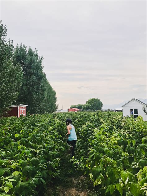 Mcbride Briar Berry Patch Mapleton The Salt Project