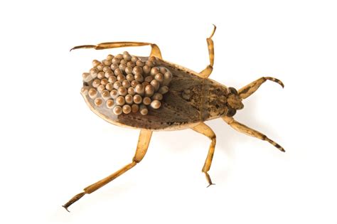 Giant Water Bug Abedus Herberti Joel Sartore