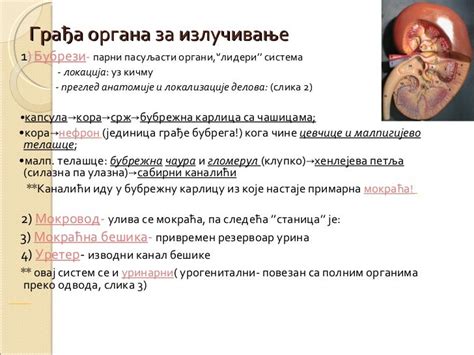 Систем органа за излучивање