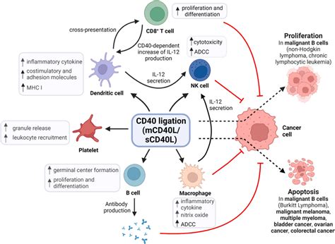 共刺激受体分子cd40