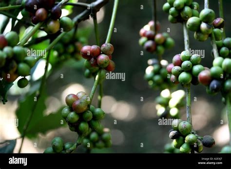 Coffee Bush Coffee Plantation Mount Klouto Kpalime Togo Stock
