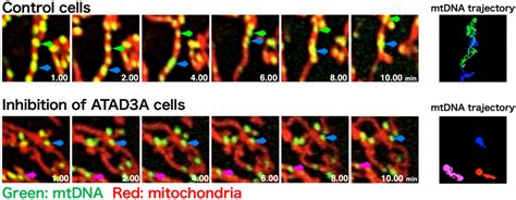New Insights Into Mitochondrial Nucleoid Dynamics Asia Research News