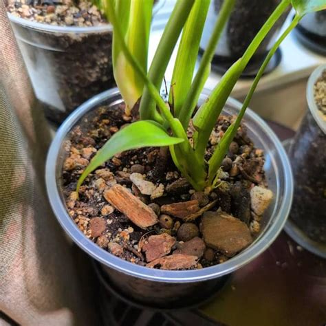 Clonex Clone Solution 20 Ml Packet Plant Propagation Solution Etsy