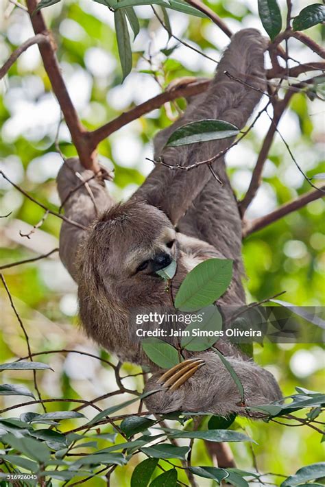 Sloth Eating Leaves