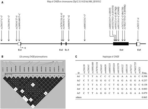 Gender Specific Associations Between Chgb Genetic Variants And Schizophrenia In A Korean